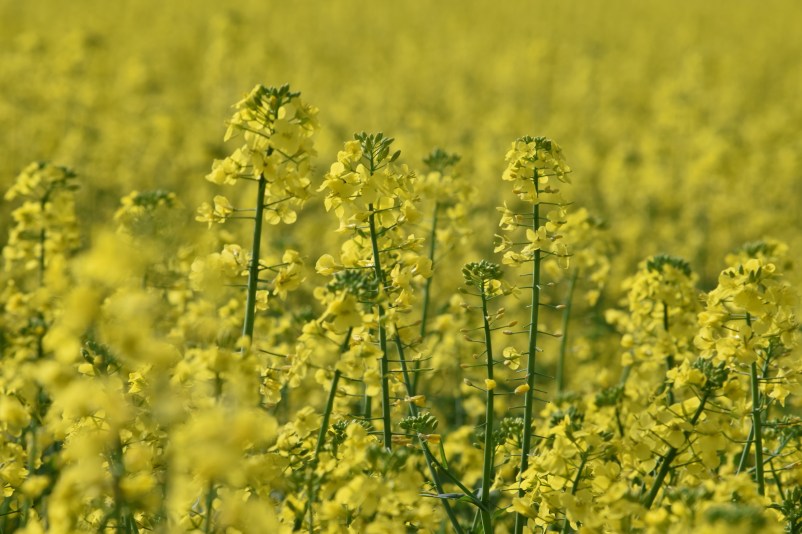 How Local Canola Crops are Grown@judyschickens