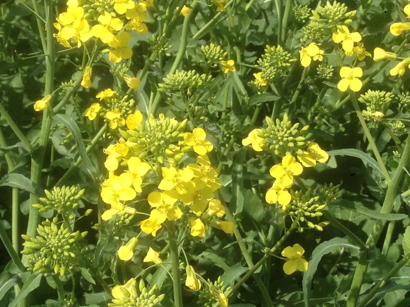 How Local Canola Crops are Grown@judyschickens