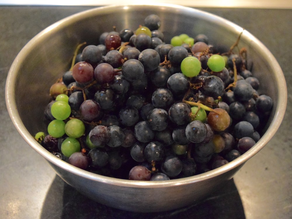 Homemade Grape Jelly@judyschickens