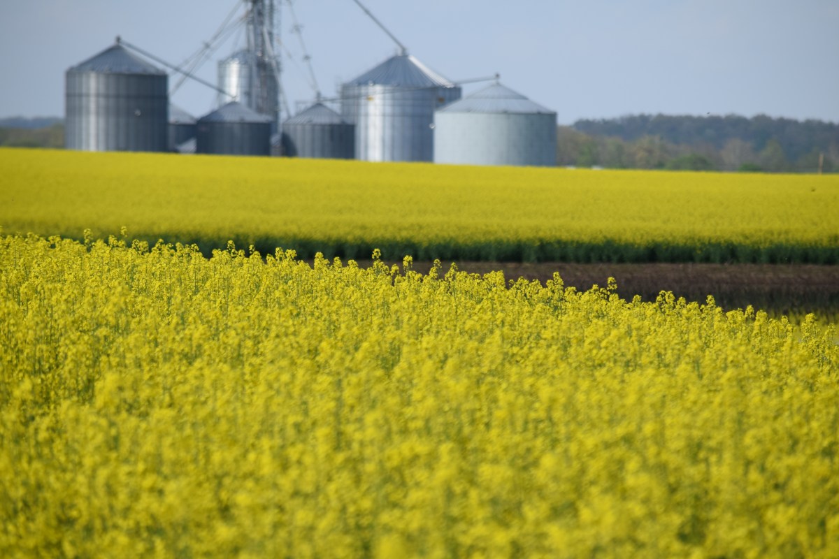 How Canola Oil is Made (from plants grown locally)@judyschickens