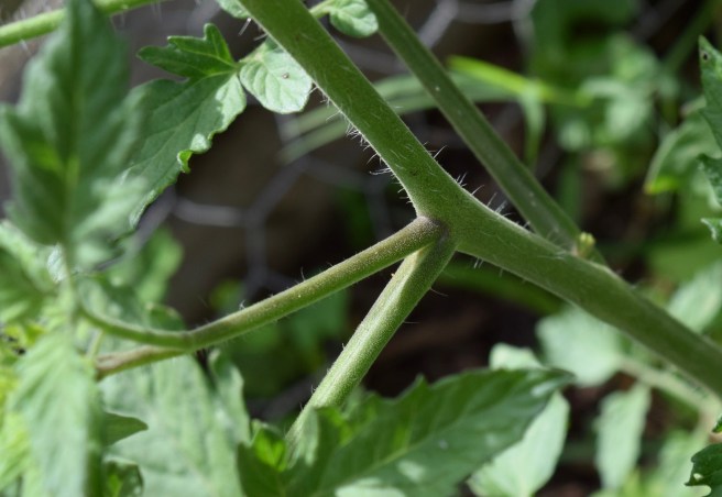 Tomatoes: The Crown Jewels of the Summer Kitchen Garden@judyschickens