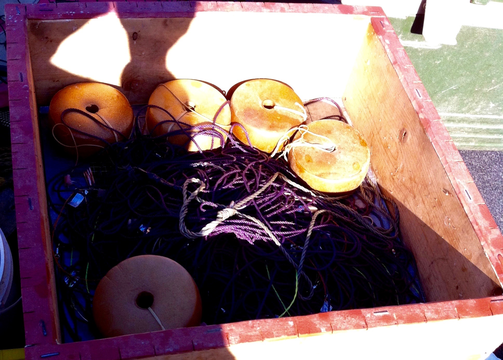 How to Make Catfish Traps: AKA Noodle or Jug Fishing@judyschickens