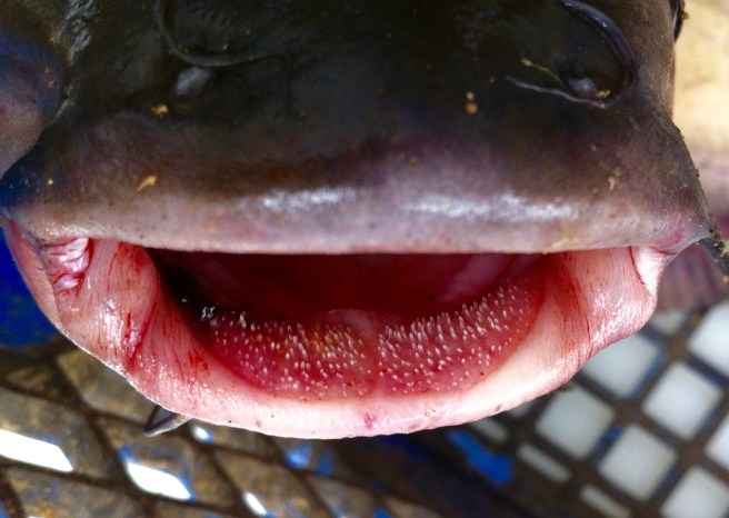 How to Make Catfish Traps: AKA Noodle or Jug Fishing@judyschickens