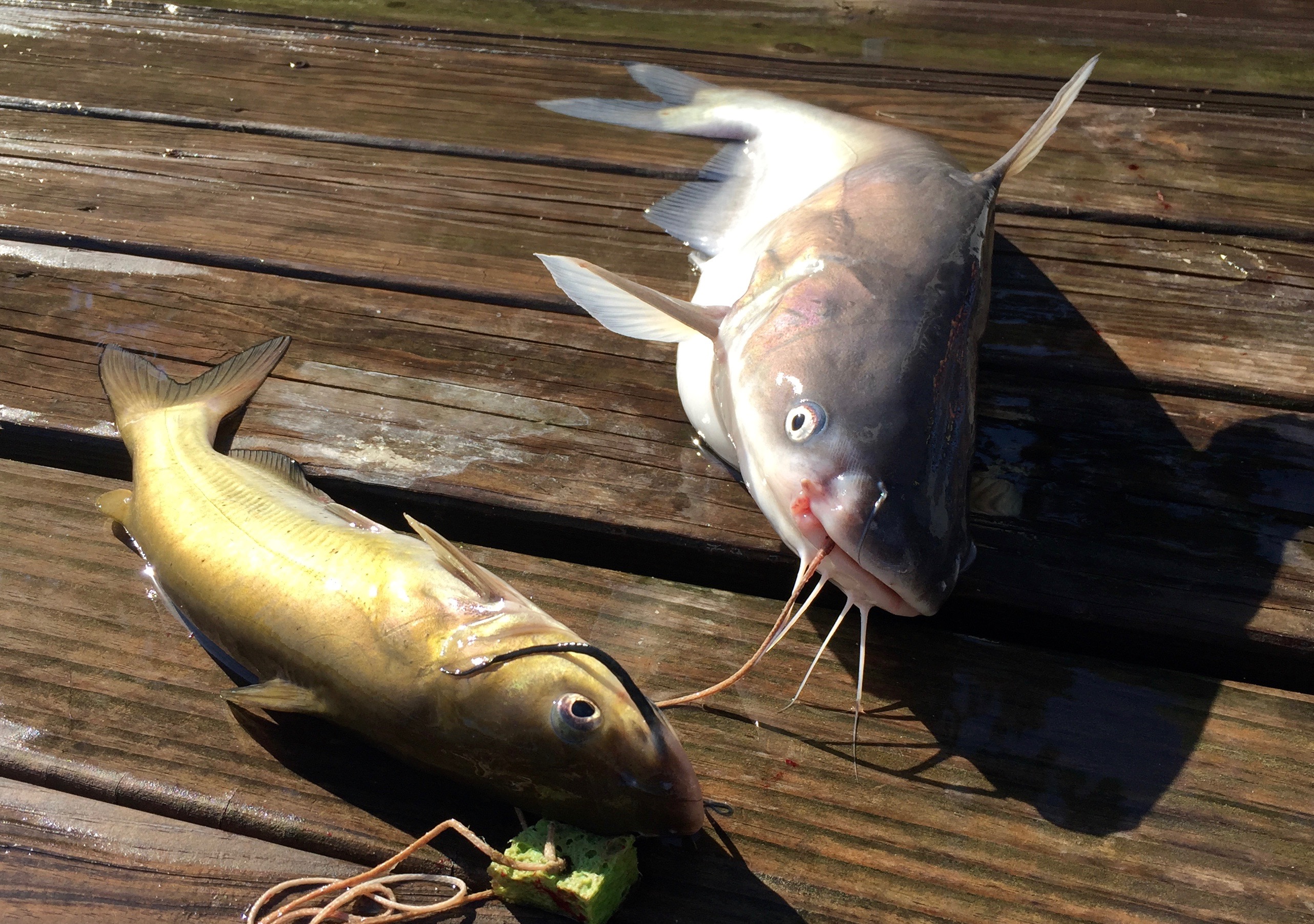 How to Make Catfish Traps: AKA Noodle or Jug Fishing@judyschickens