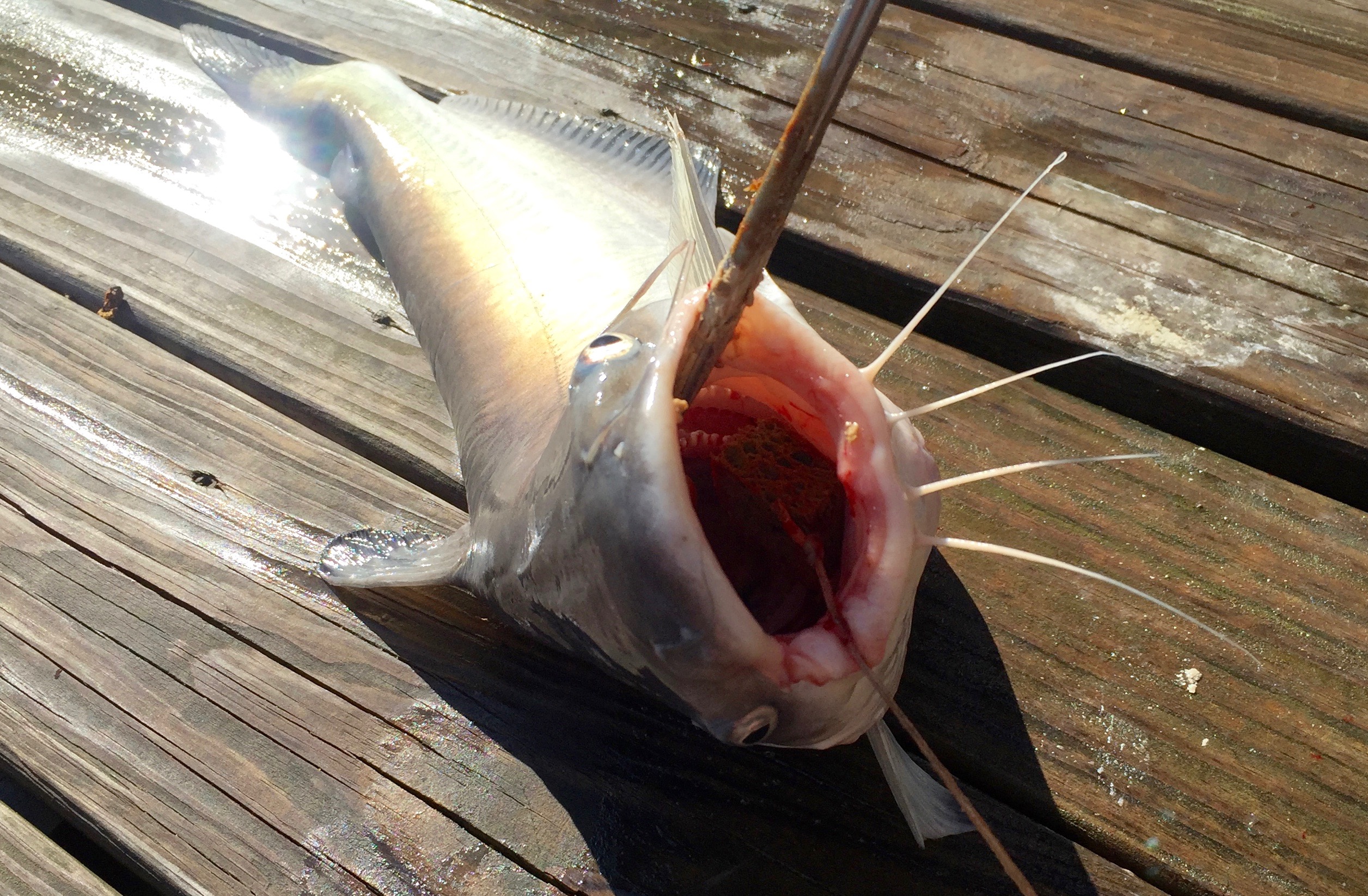 How to Make Catfish Traps: AKA Noodle or Jug Fishing@judyschickens