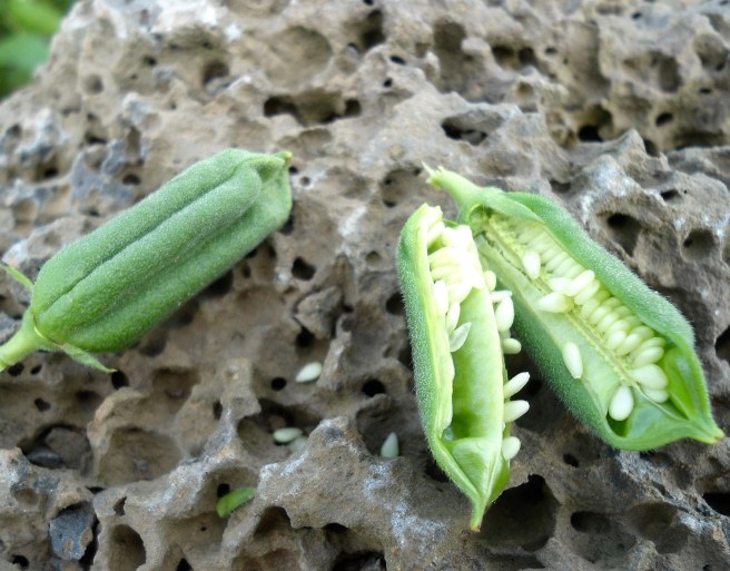 Italian Sesame Seed Cookies@judyschickens
