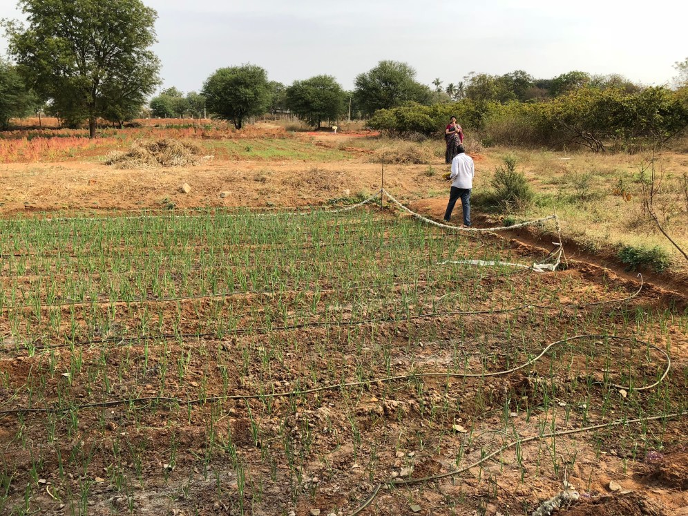 A Cook’s Tour of a Farm in Southern India (India, Part 5)@judyschickens