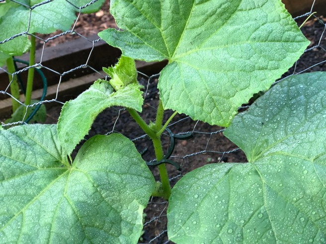 Morning Rounds in the Garden, June@judyschickens