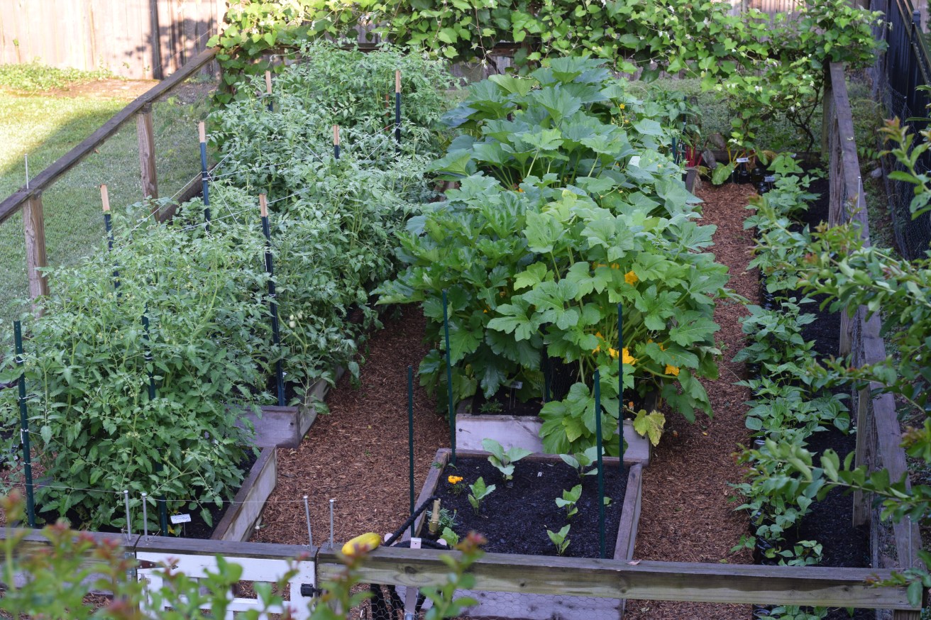 Morning Rounds in the Garden, June@judyschickens