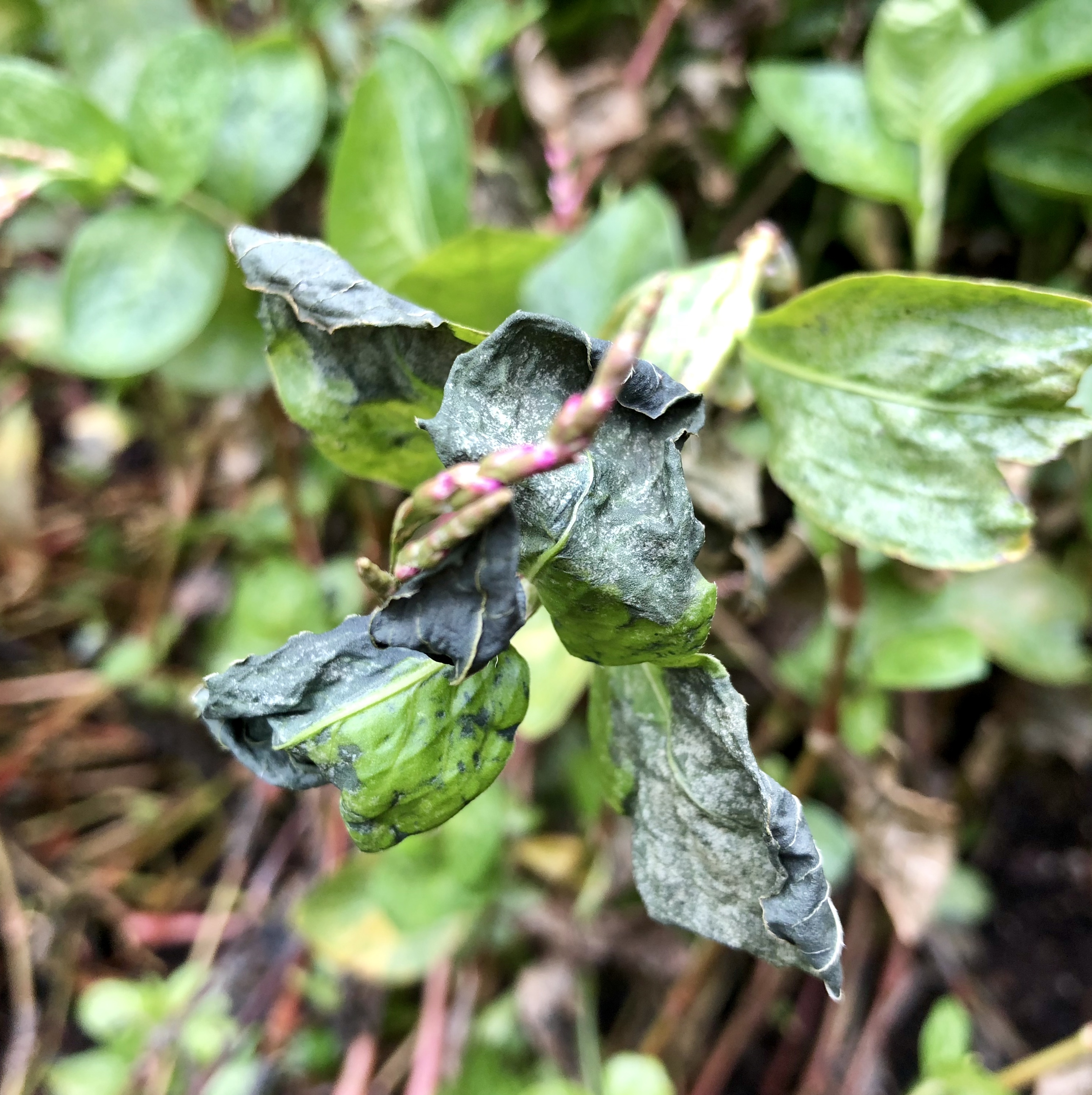 How to Make Indigo Blue Dye@judyschickens