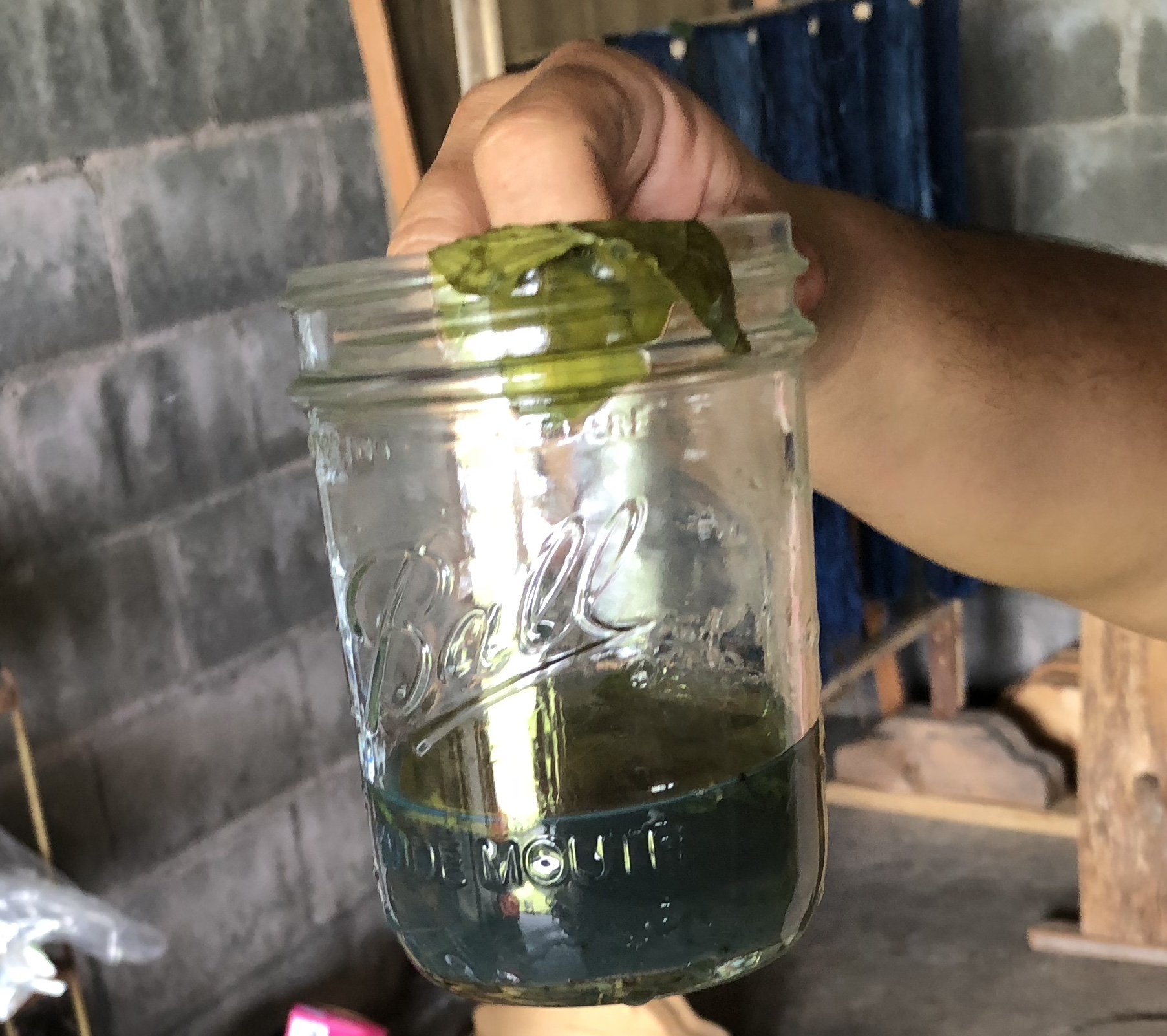 How to Make Indigo Blue Dye@judyschickens