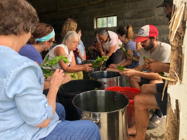 How to Make Indigo Blue Dye@judyschickens