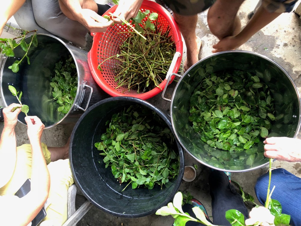 How to Make Indigo Blue Dye@judyschickens