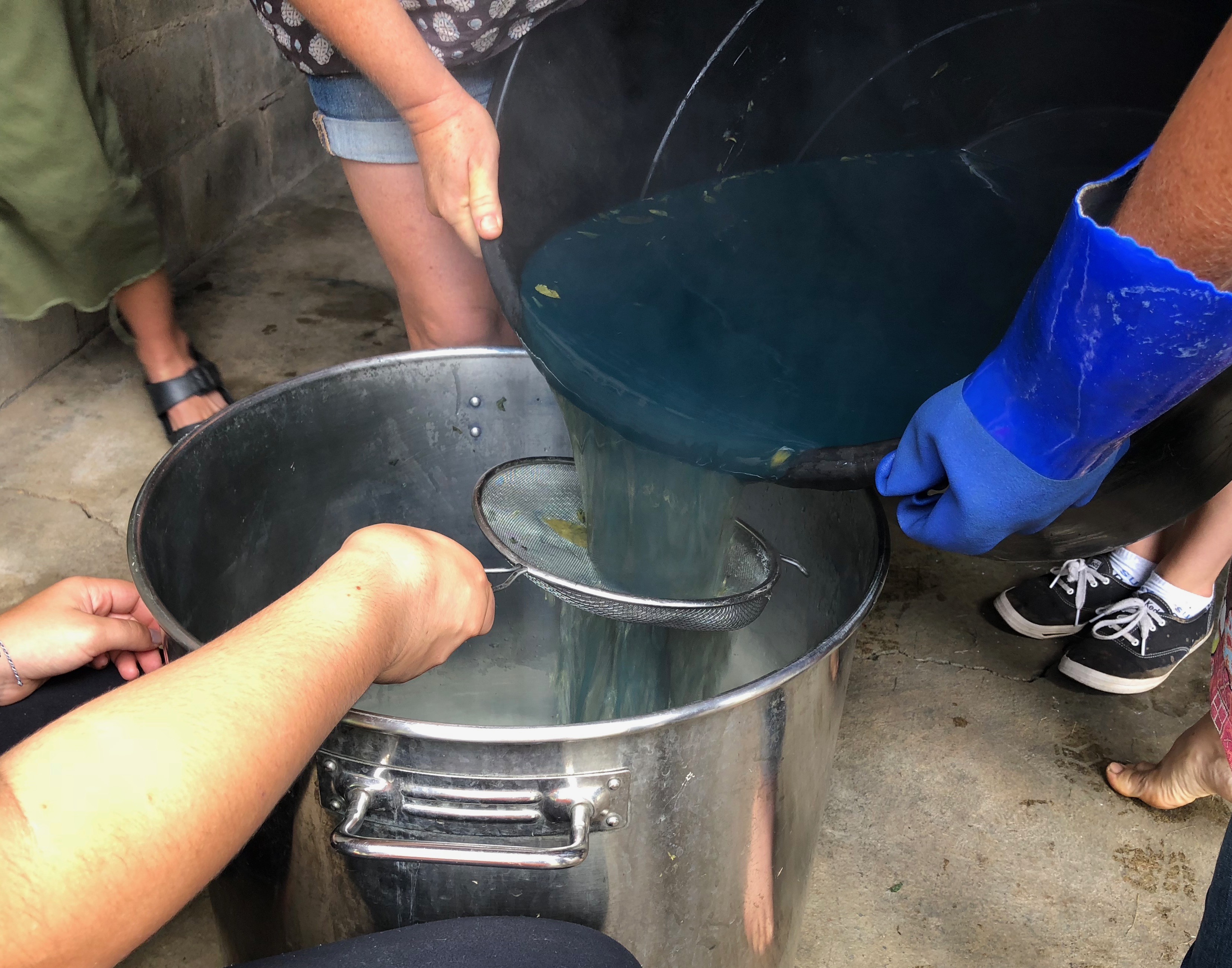 How to Make Indigo Blue Dye@judyschickens