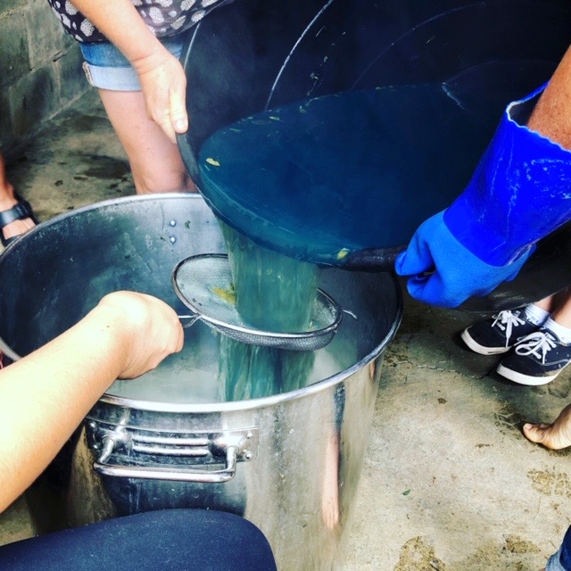 How to Make Indigo Blue Dye@judyschickens