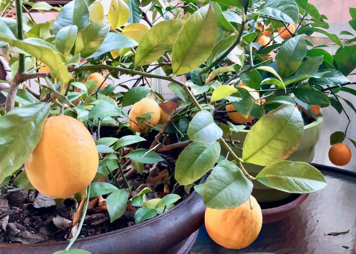 Lemon Tree Very Pretty@judyschickens