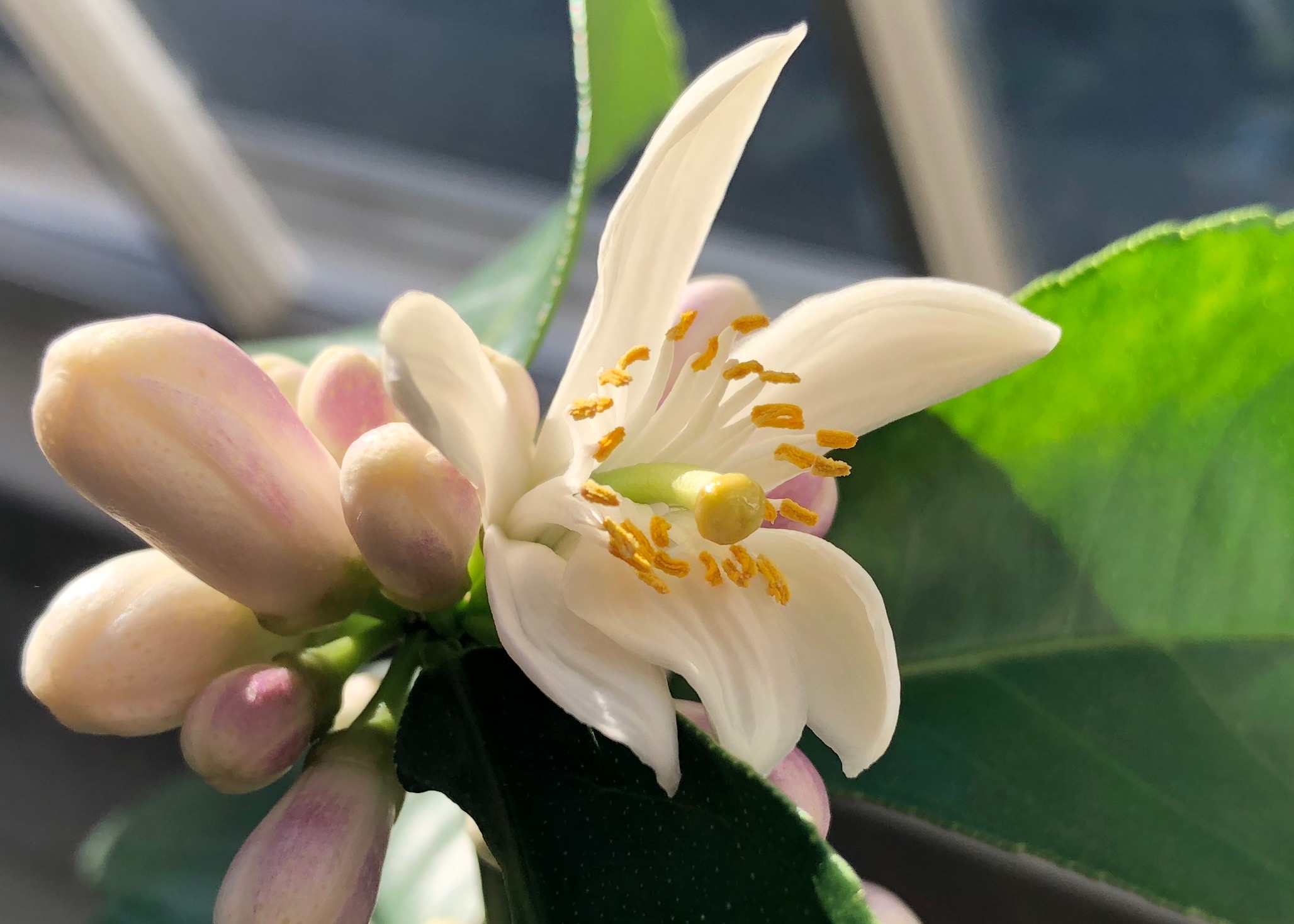 Lemon Tree Very Pretty@judyschickens