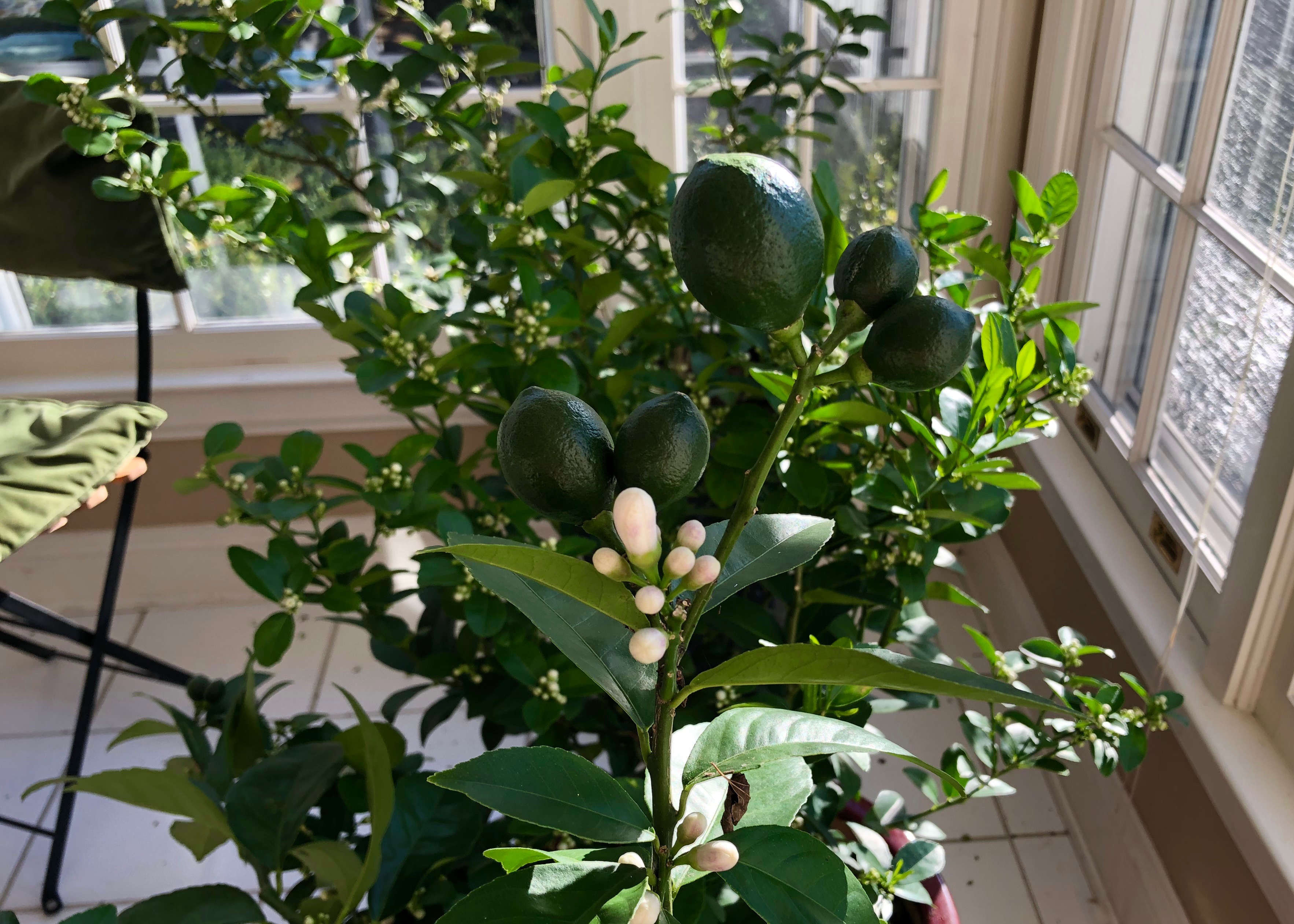 Lemon Tree Very Pretty@judyschickens