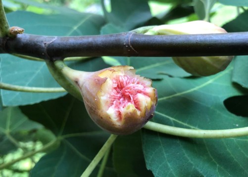 Roasted Fig Preserves with Lemon and Thyme@judyschickens