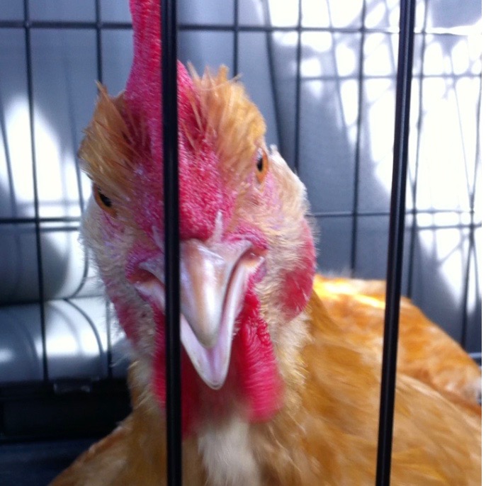 Chicken Chat LIVE!@judyschickens