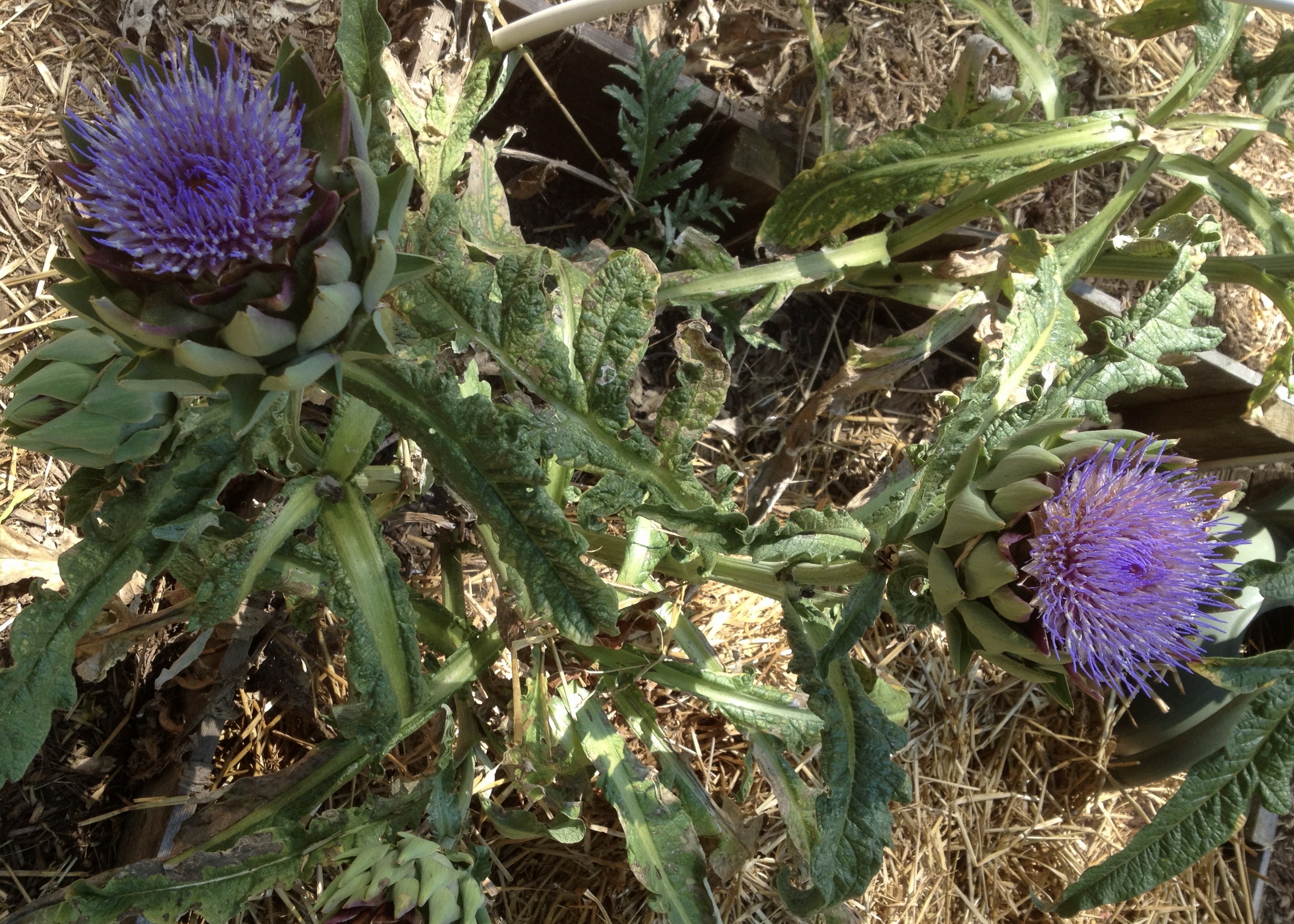 The Asteraceae Family of Primo Pollinator Plants@judyschickens