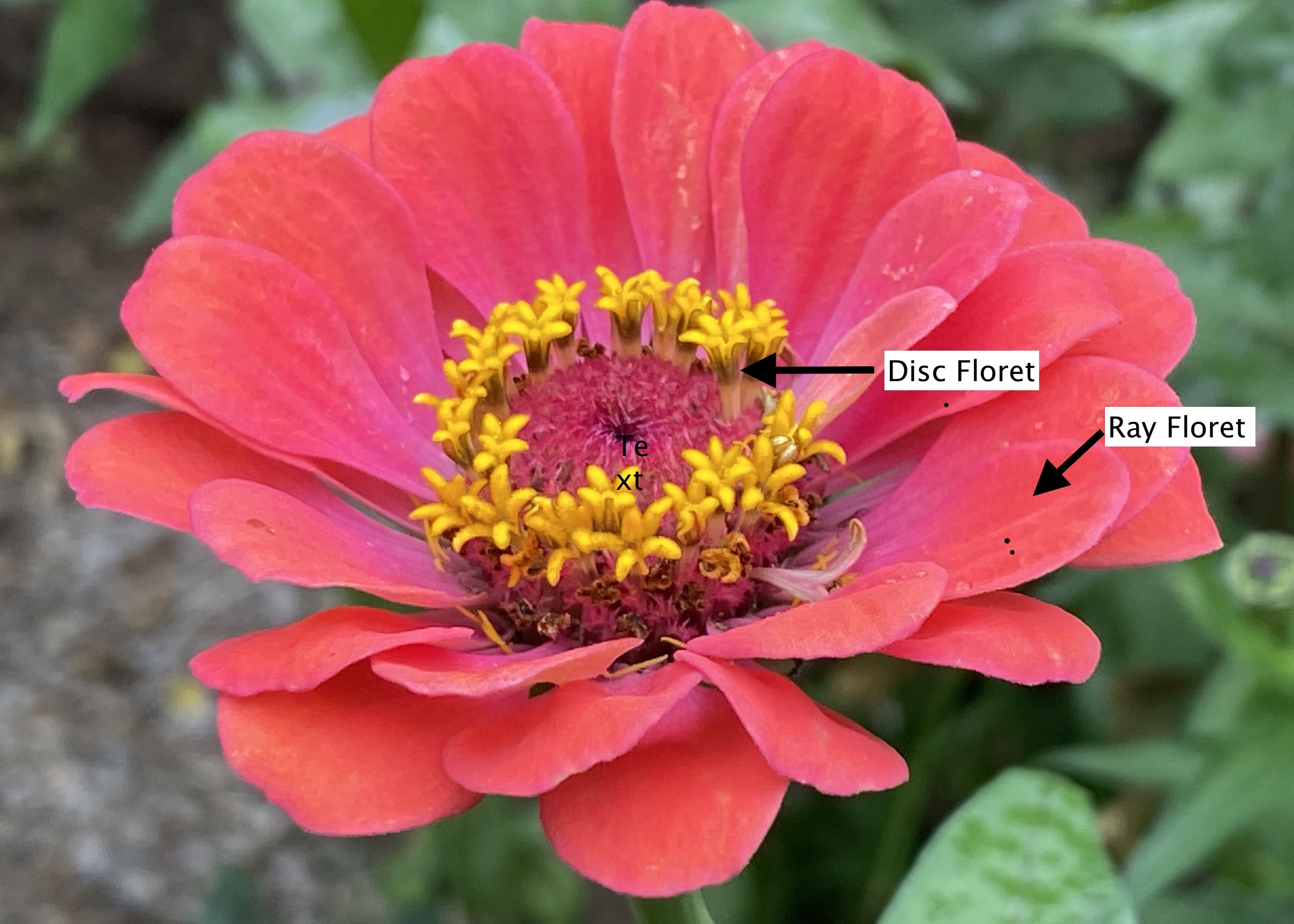 The Asteraceae Family of Primo Pollinator Plants@judyschickens