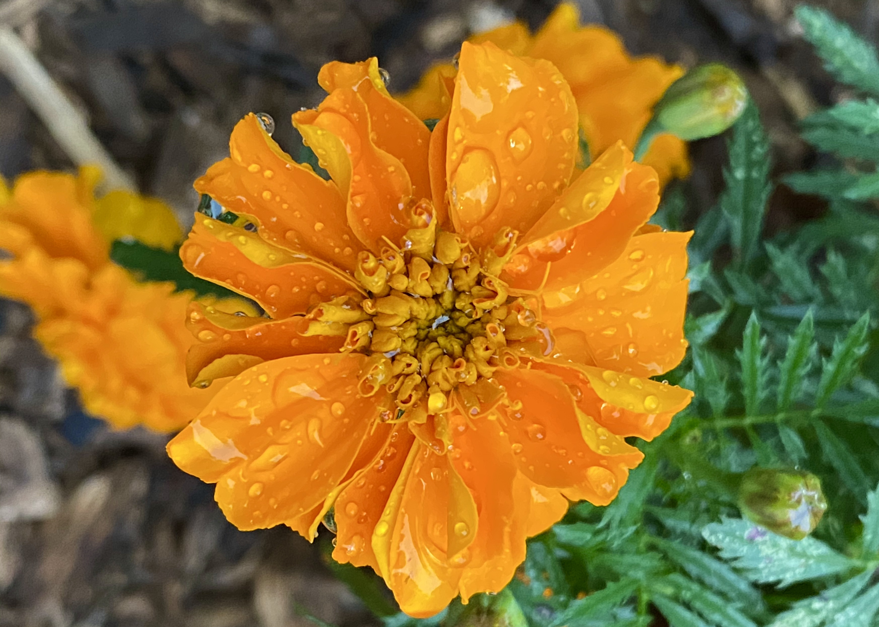The Asteraceae Family of Primo Pollinator Plants@judyschickens