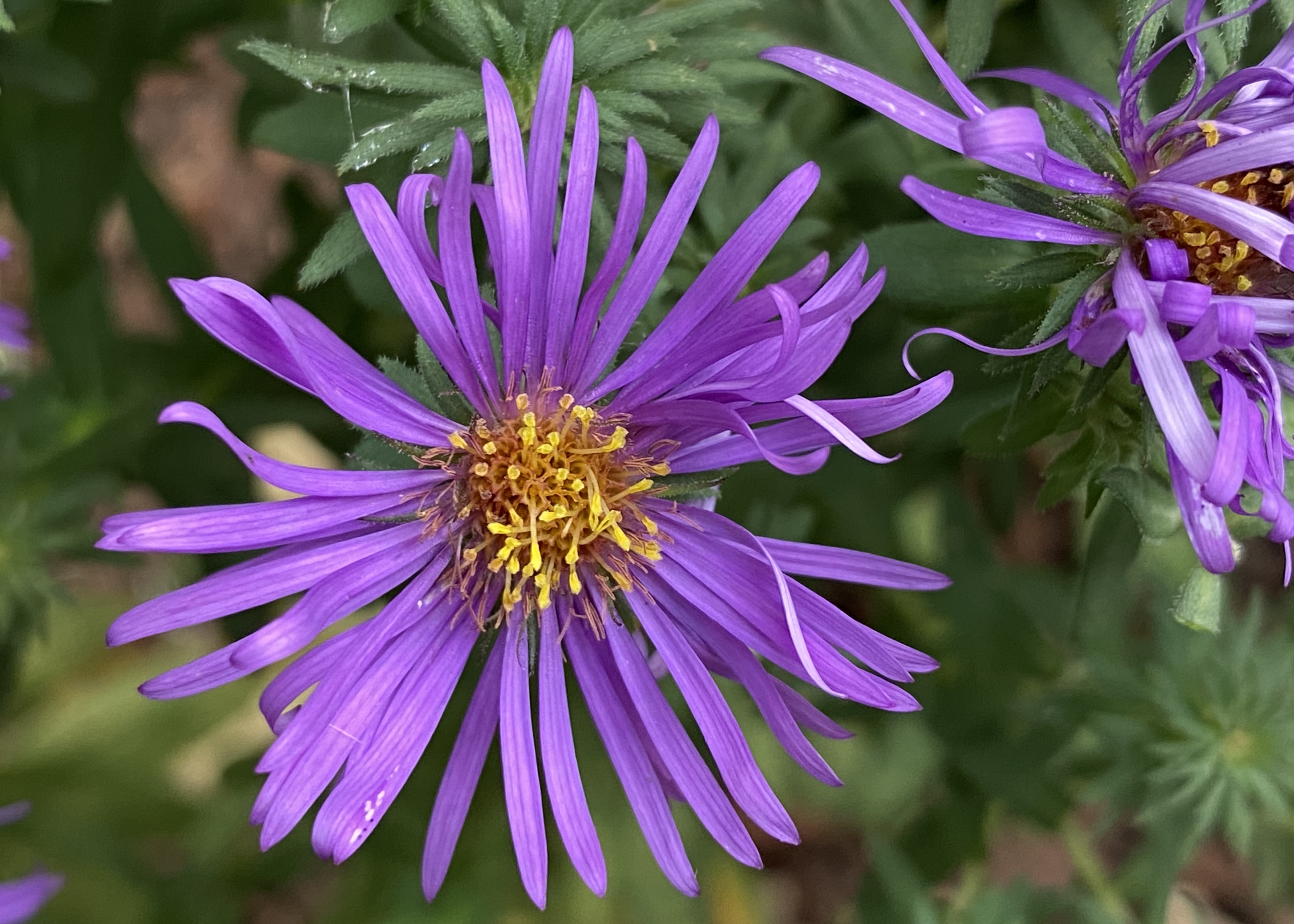 The Asteraceae Family of Primo Pollinator Plants@judyschickens