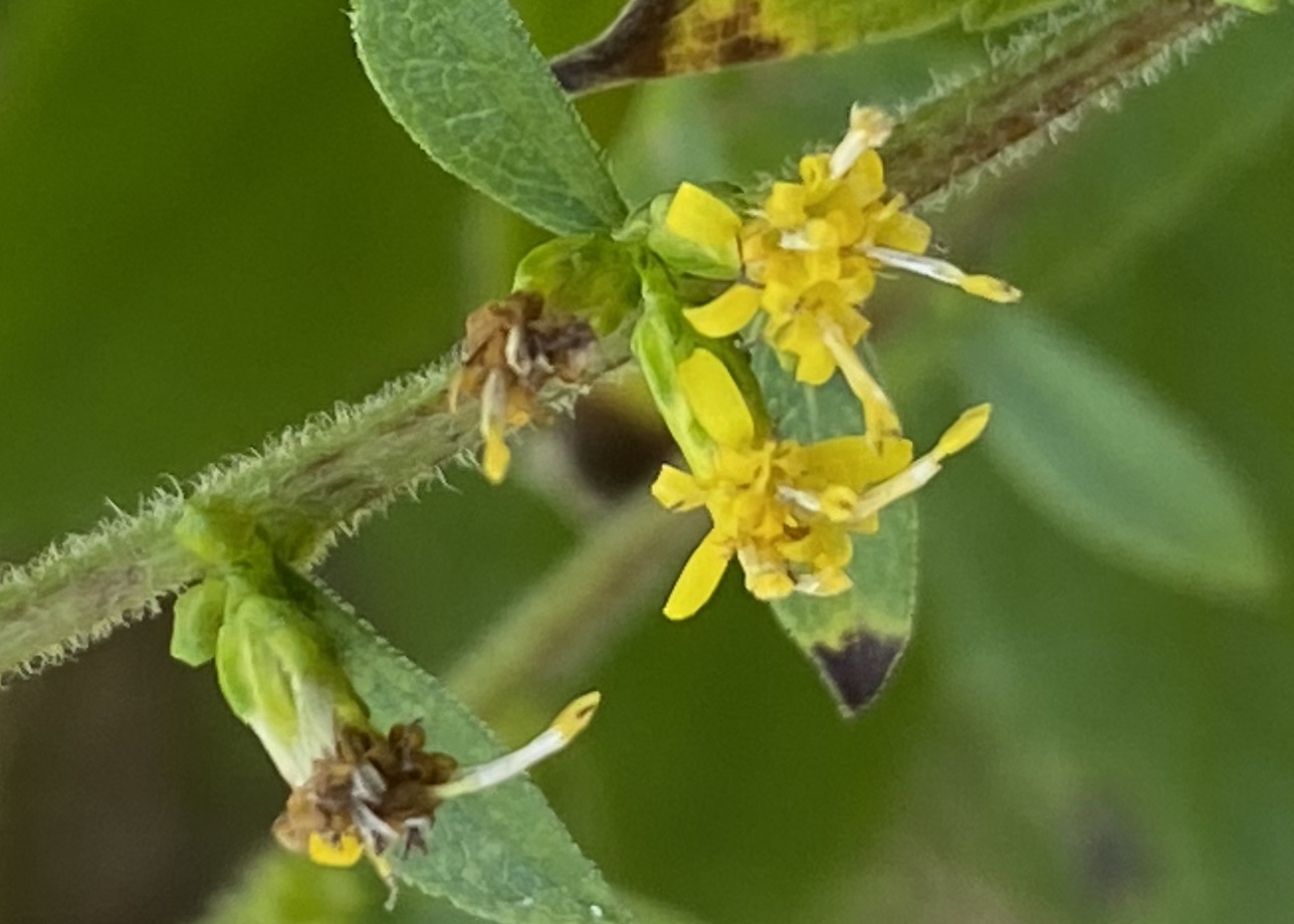 The Asteraceae Family of Primo Pollinator Plants@judyschickens