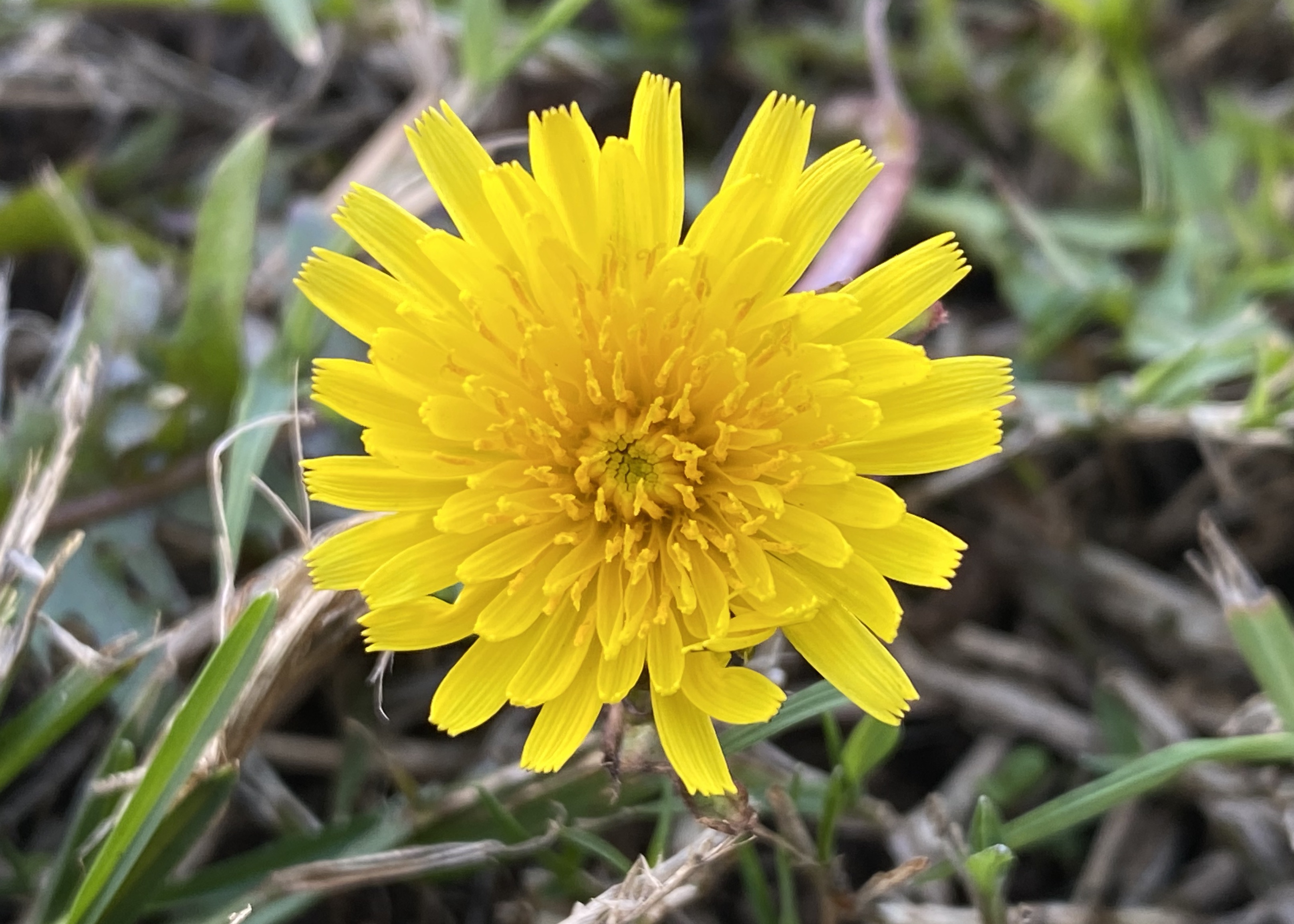 The Asteraceae Family of Primo Pollinator Plants@judyschickens
