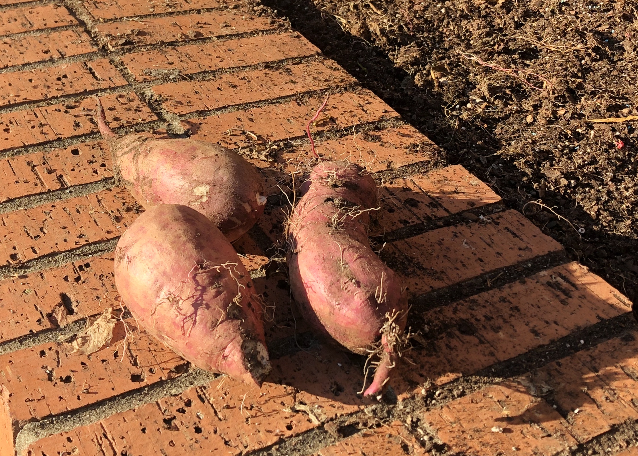 Growing and Cooking Sweet Potatoes!@judyschickens