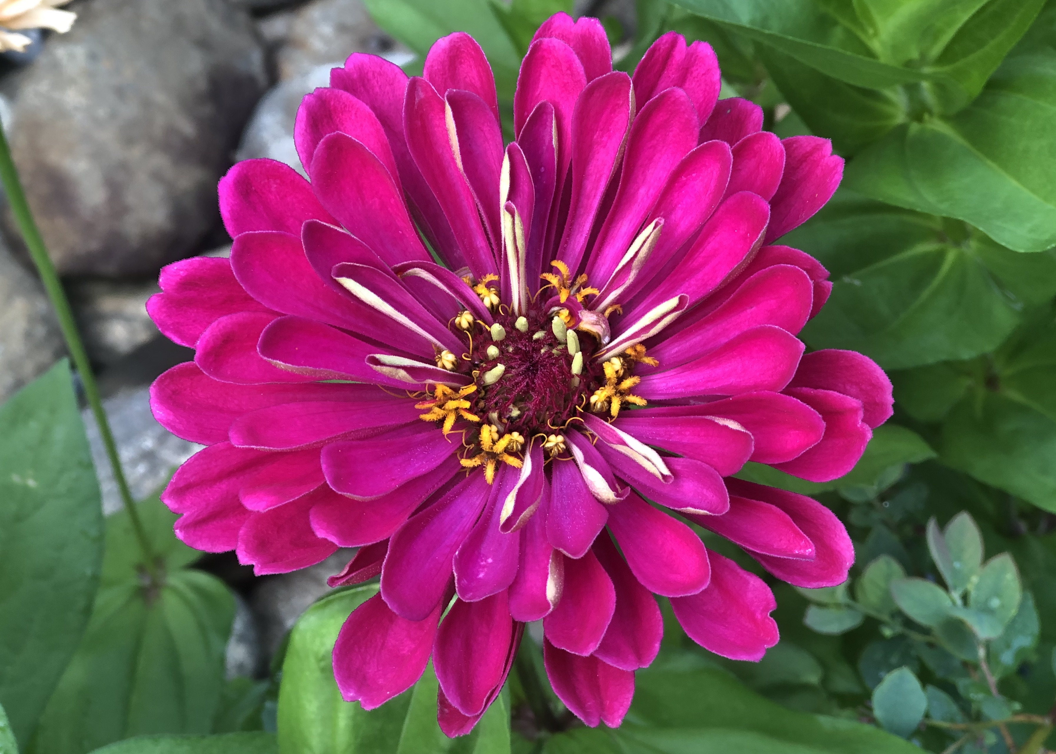 The Asteraceae Family of Primo Pollinator Plants@judyschickens