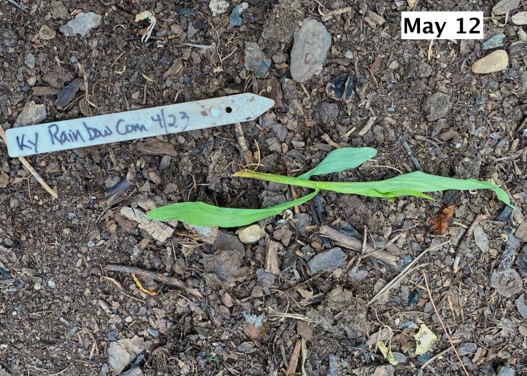 How to Start Seeds in a Recycled Milk Jug@judyschickens