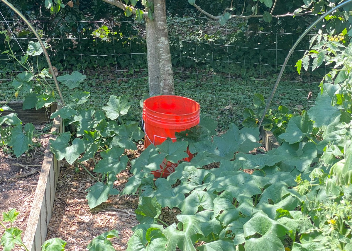 The Mosquito Bucket Hack That Works@judyschickens