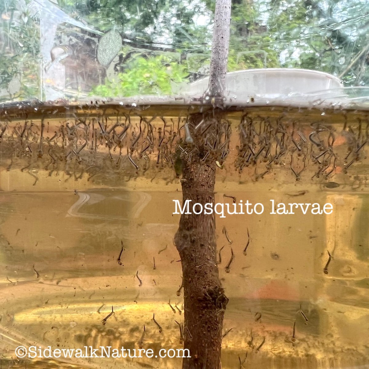 The Mosquito Bucket Hack That Works@judyschickens