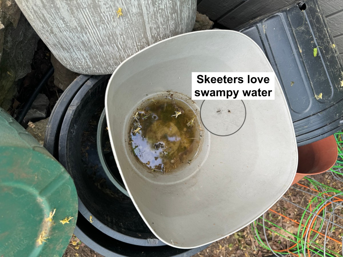 The Mosquito Bucket Hack That Works@judyschickens