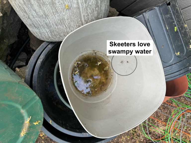 The Mosquito Bucket Hack That Works@judyschickens