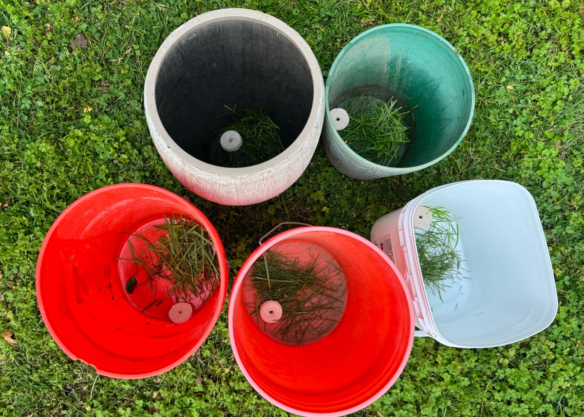 The Mosquito Bucket Hack That Works@judyschickens