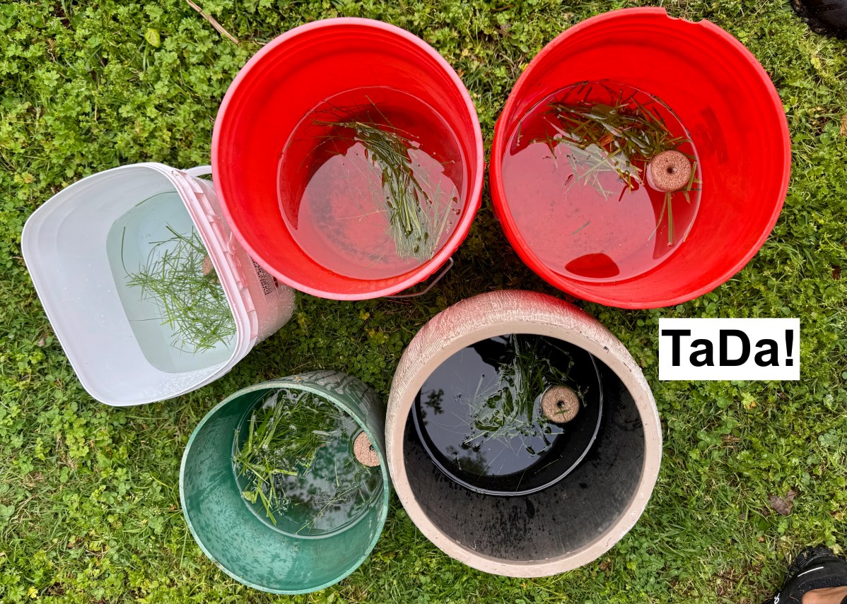 The Mosquito Bucket Hack That Works@judyschickens