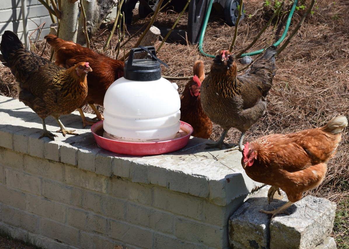 Hensplaining Chicken Idioms@judyschickens