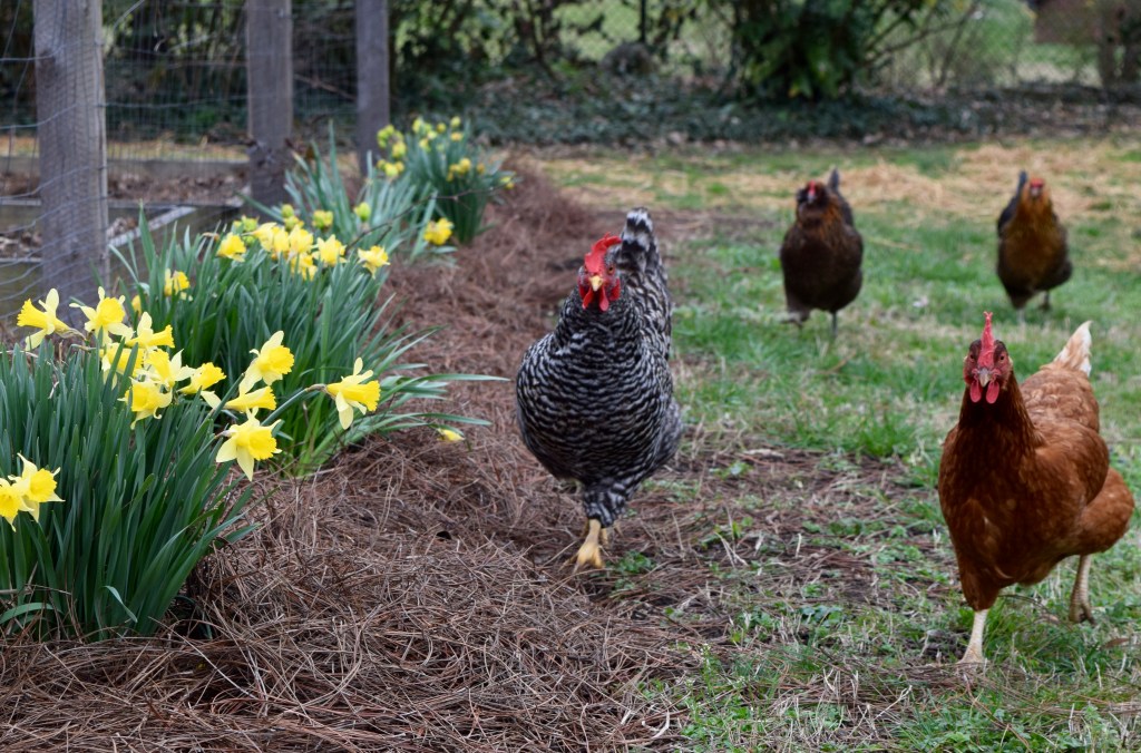 Hensplaining Chicken Idioms@judyschickens
