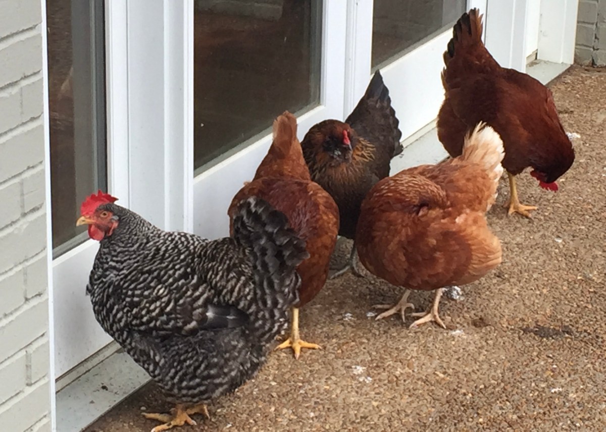 Hensplaining Chicken Idioms@judyschickens