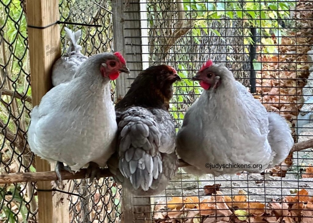 Hensplaining Chicken Idioms@judyschickens