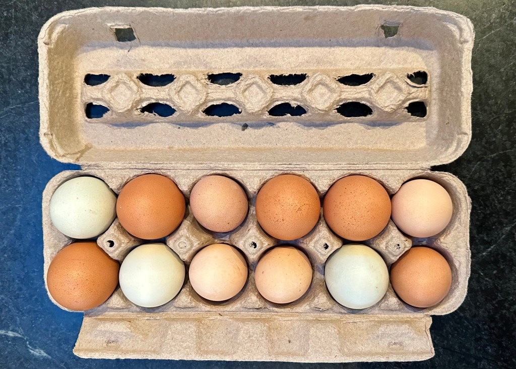 Hensplaining Chicken Idioms@judyschickens