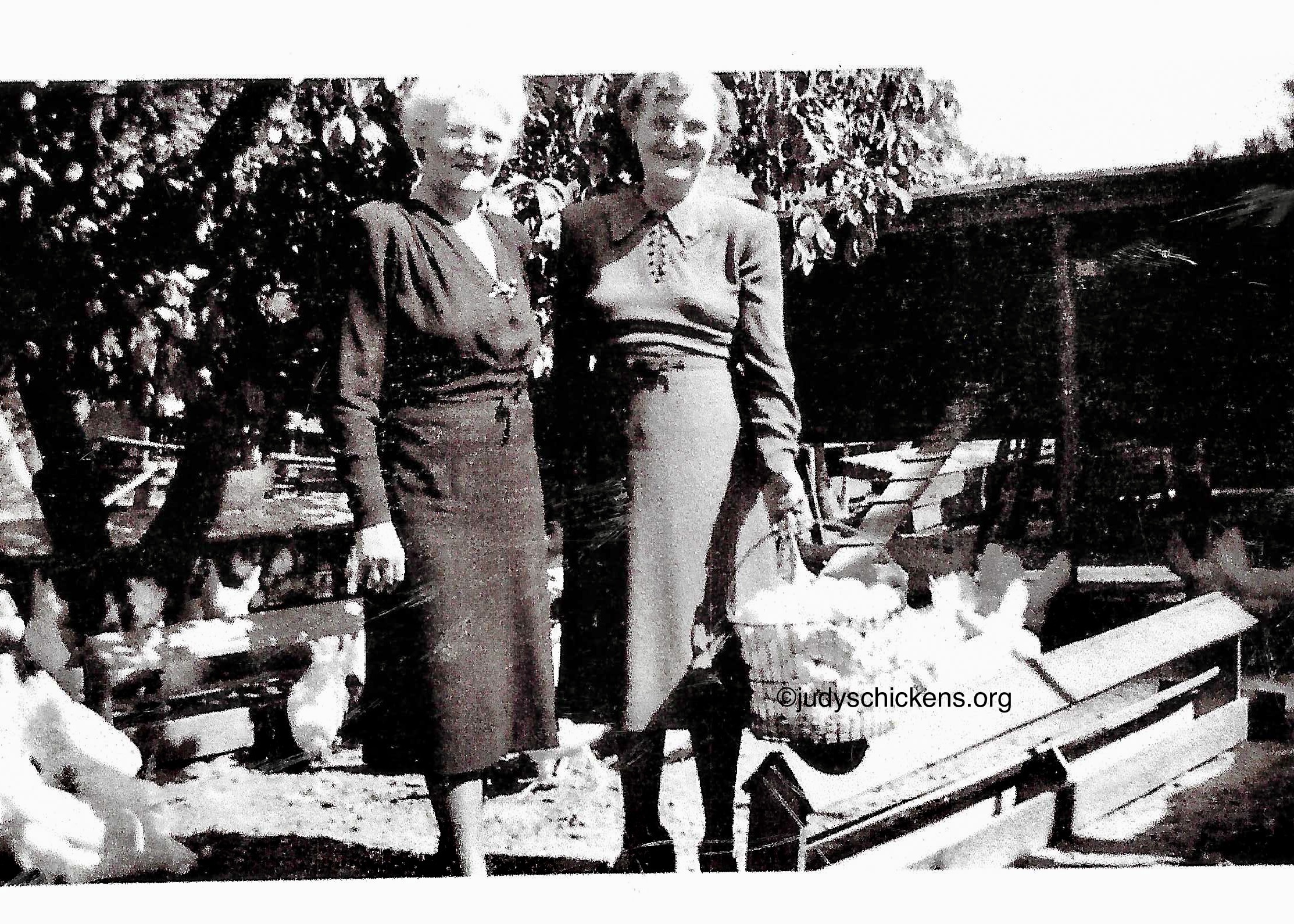 Hensplaining Chicken Idioms@judyschickens