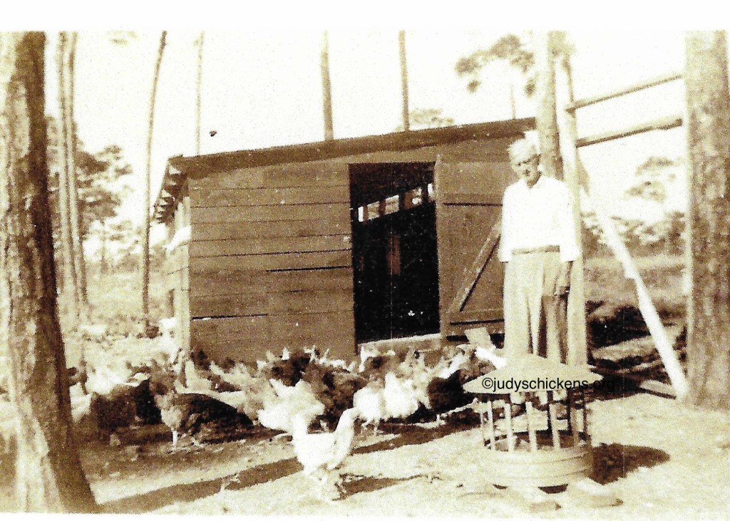 Hensplaining Chicken Idioms@judyschickens